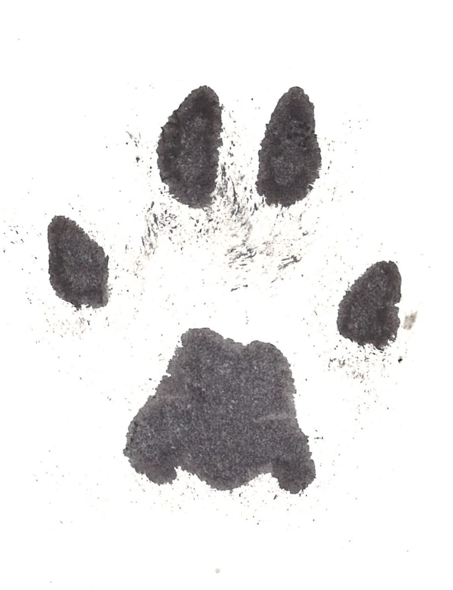 Ink Paw Print | Edenhills Pet Cremation | A lifetime of unconditional love