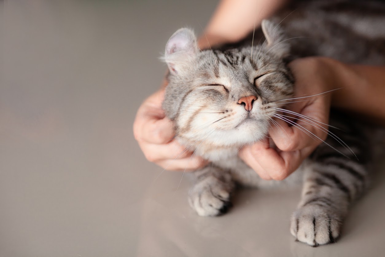 Cat Cremation | Edenhills Pet Cremation